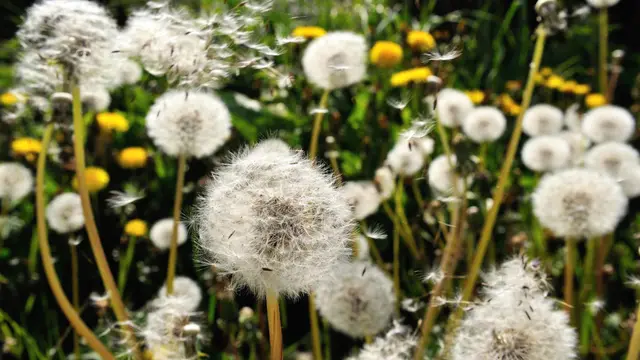 Arti Bunga Dandelion Putih: Simbol Harapan, Ketahanan, dan Kesucian ...