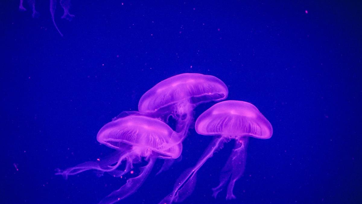 Contoh Hewan Coelenterata, Ketahui Arti dan Ciri-cirinya