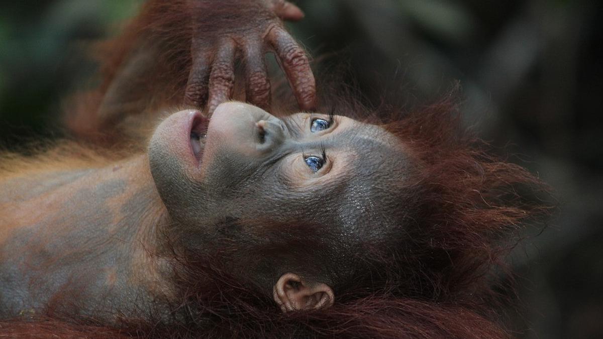 Studi Ini Sebut Hewan Bisa Tertawa Seperti Manusia - Global Liputan6.com