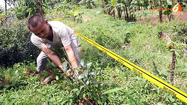 Cianjur Waspada Penanaman Teh Arab - Regional Liputan6.com
