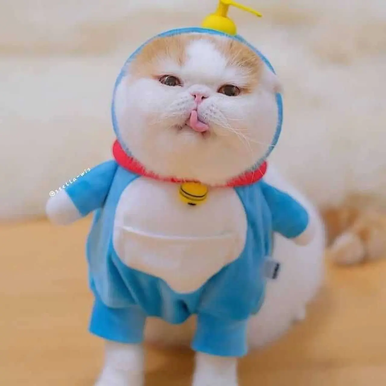 10 Potret Lucu Kucing Cosplay Karakter Anime Ini Bikin Gemas - Hot ...