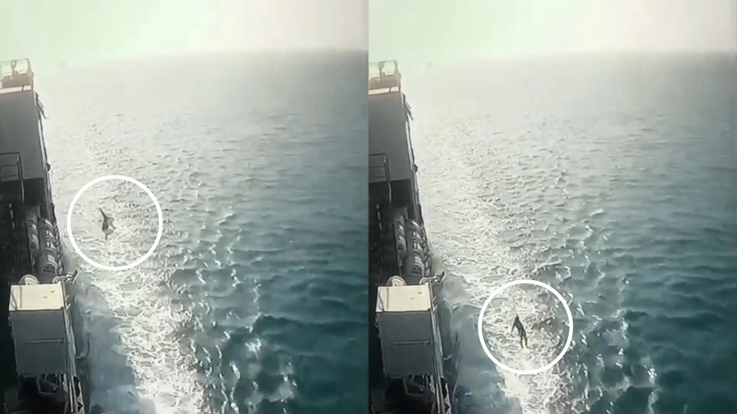 Terungkap Alasan Pria Nekat Lompat dari Kapal di Tengah Laut, Beruntung ...