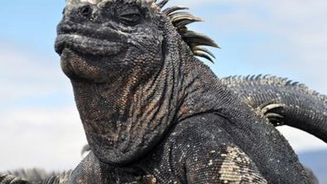 Demi Basmi Iguana Hijau, Taiwan Tawarkan Hadiah Uang Tunai Rp242 Ribu ...