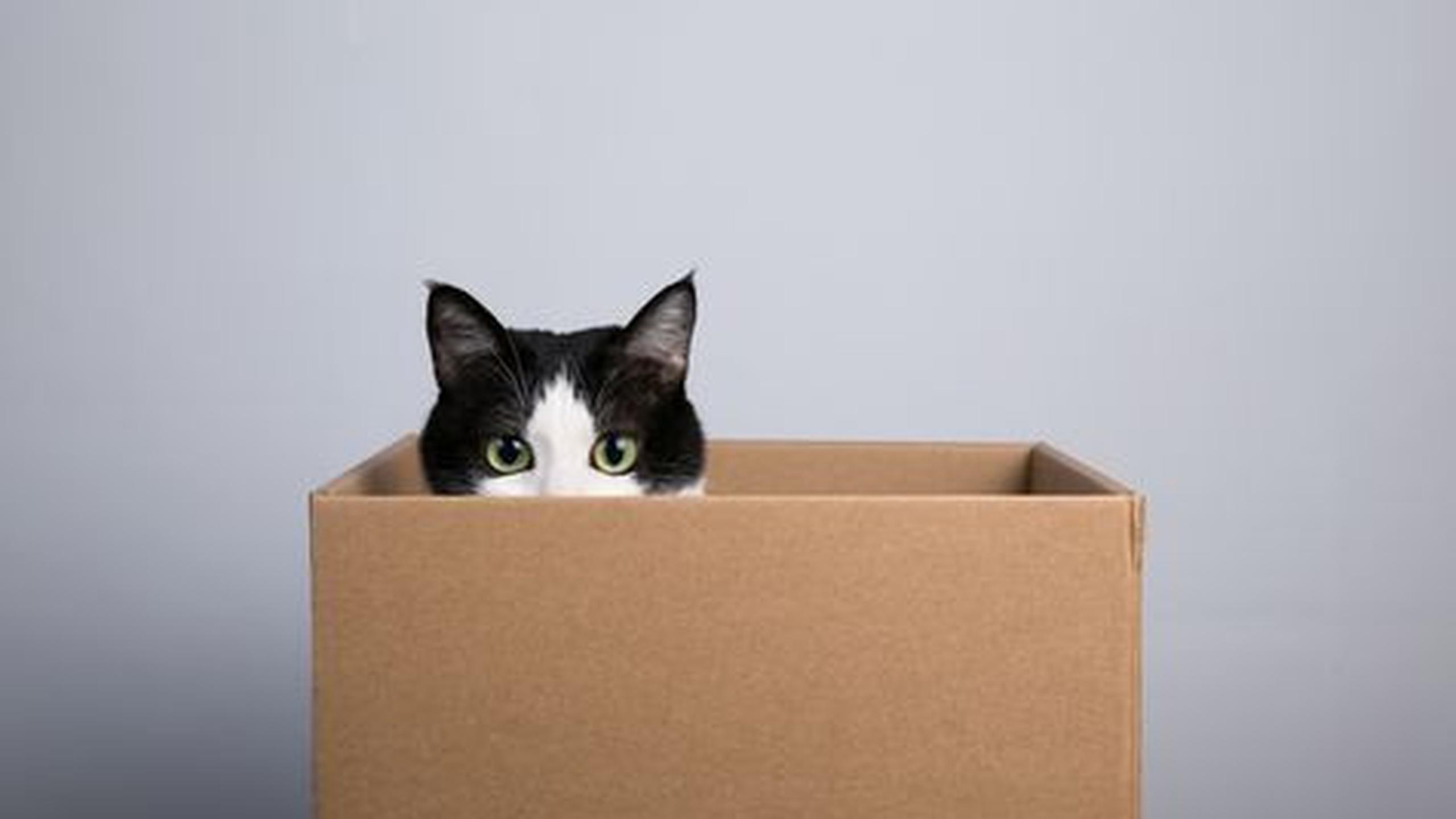 Kucing Hamil Berapa Bulan? Kenali Ciri-Ciri Fisik dan Perilakunya