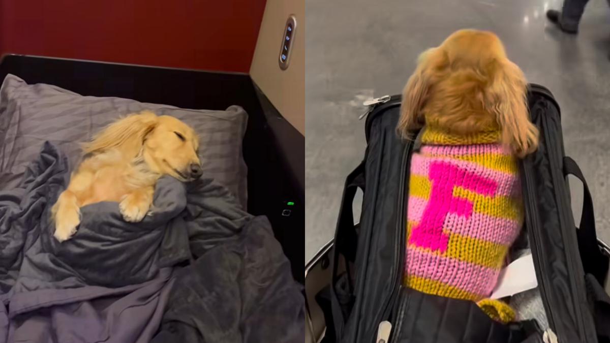 Fifi Anjing Viral yang Terbang Naik Business Class ke Paris, Anteng ...