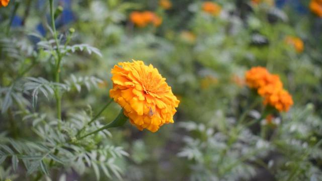 10 Manfaat Tanam Bunga Marigold, Si Pengusir Ular Alami yang ...