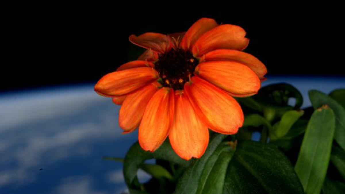 Inilah Bunga Pertama yang Mekar di Luar Angkasa