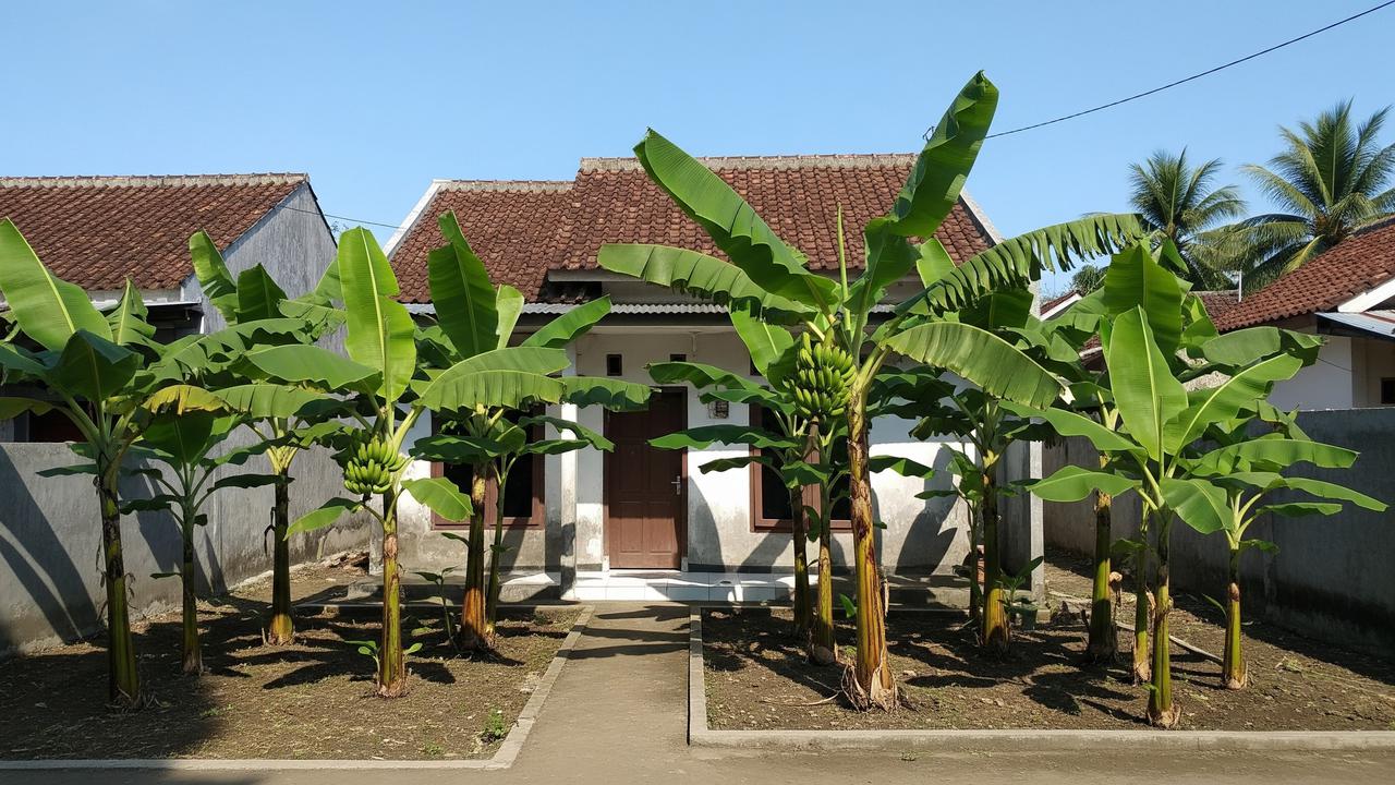 7 Jenis Pohon Pisang Pendek untuk Lahan Terbatas, Bisa Bikin Teduh dan ...