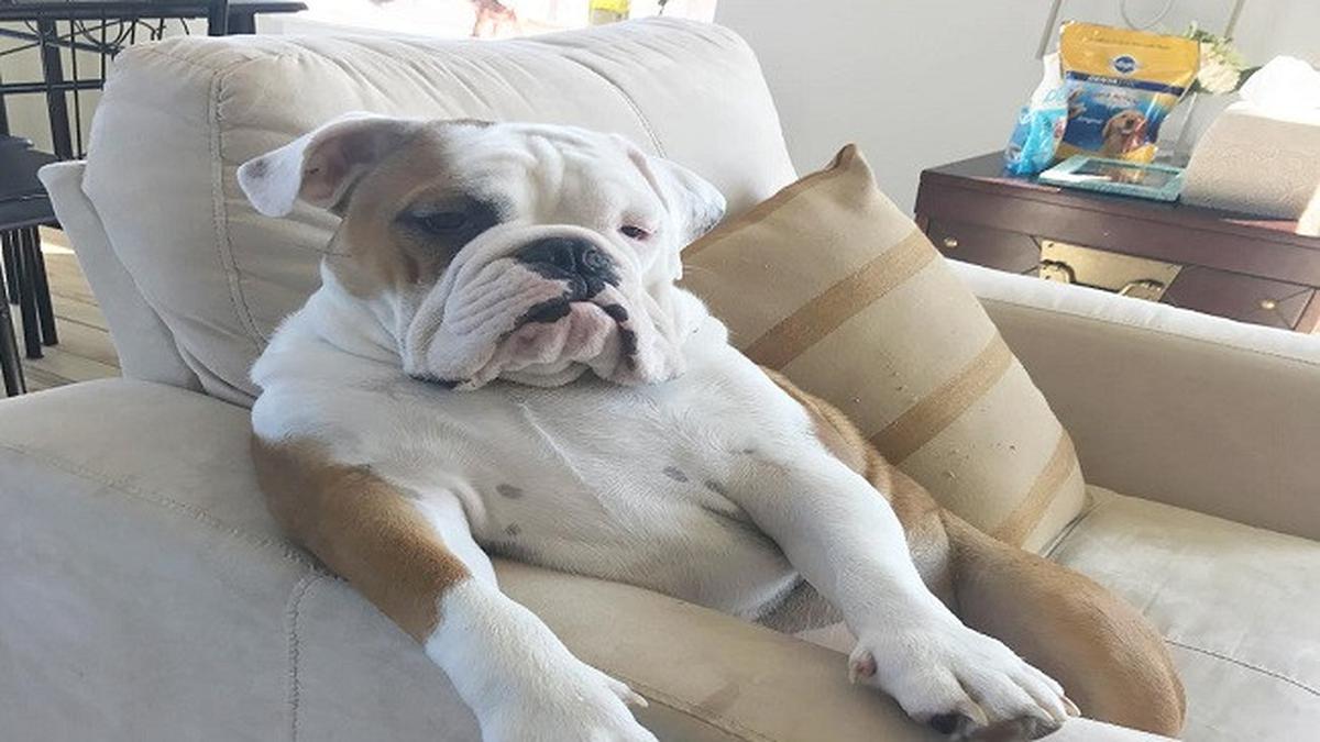 Meniru Tuannya, Anjing Bulldog Ini Gemar Santai Sambil Nonton