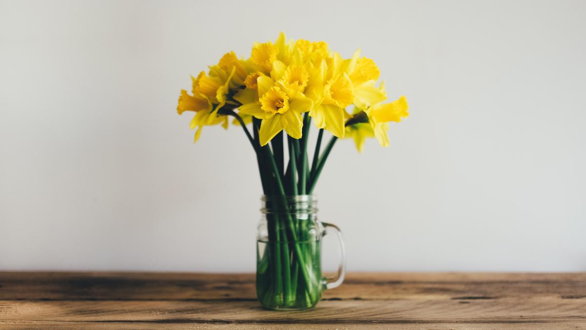 Mengungkap Kepribadian Perempuan Penyuka Bunga Daffodil!