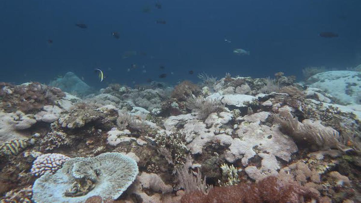 Terumbu Karang Memutih, Bulukumba Berserah pada Alam - Regional ...