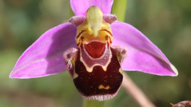 6 Potret Tumbuhan Seperti Sedang Berekspresi Bak Manusia Ini Unik ...