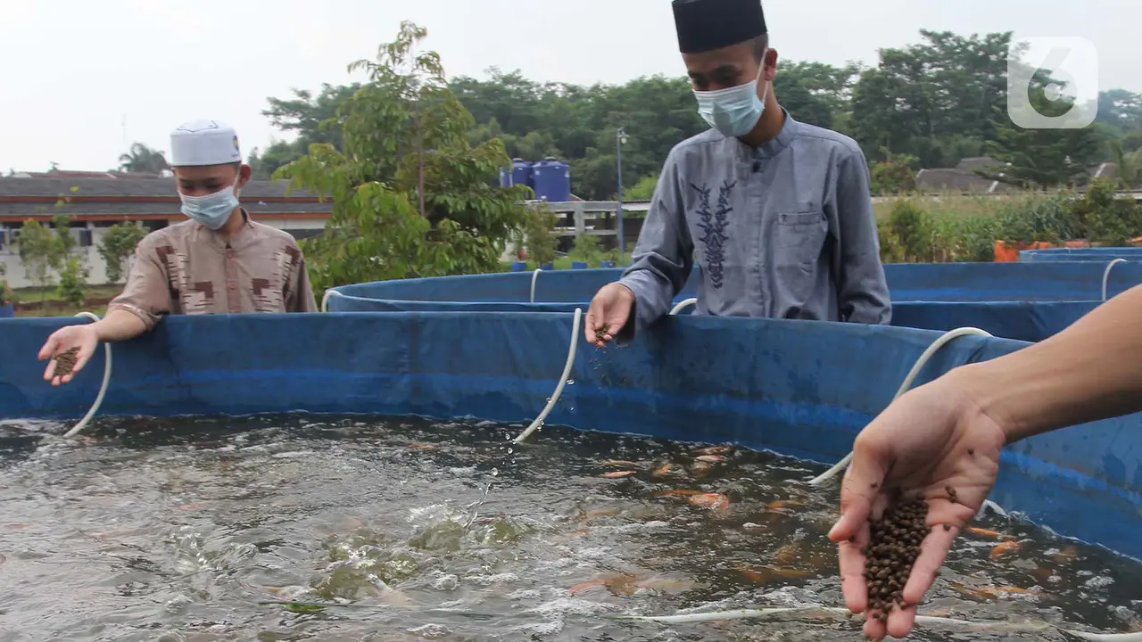 5 Cara Budidaya Ikan Nila yang Menguntungkan, Cocok untuk Pemula - Hot ...