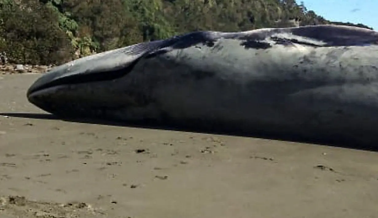 Penampakan Paus Biru, Hewan Terbesar di Bumi yang Terdampar di Pantai ...