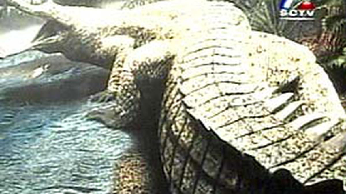 Fosil Buaya Raksasa Ditemukan di Gurun Sahara - Global Liputan6.com