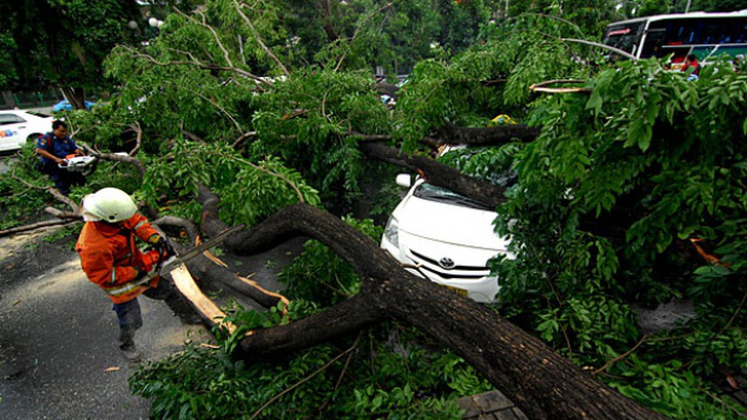 BPBD: 13 Pohon Tumbang di Jakarta, 2 Orang Jadi Korban