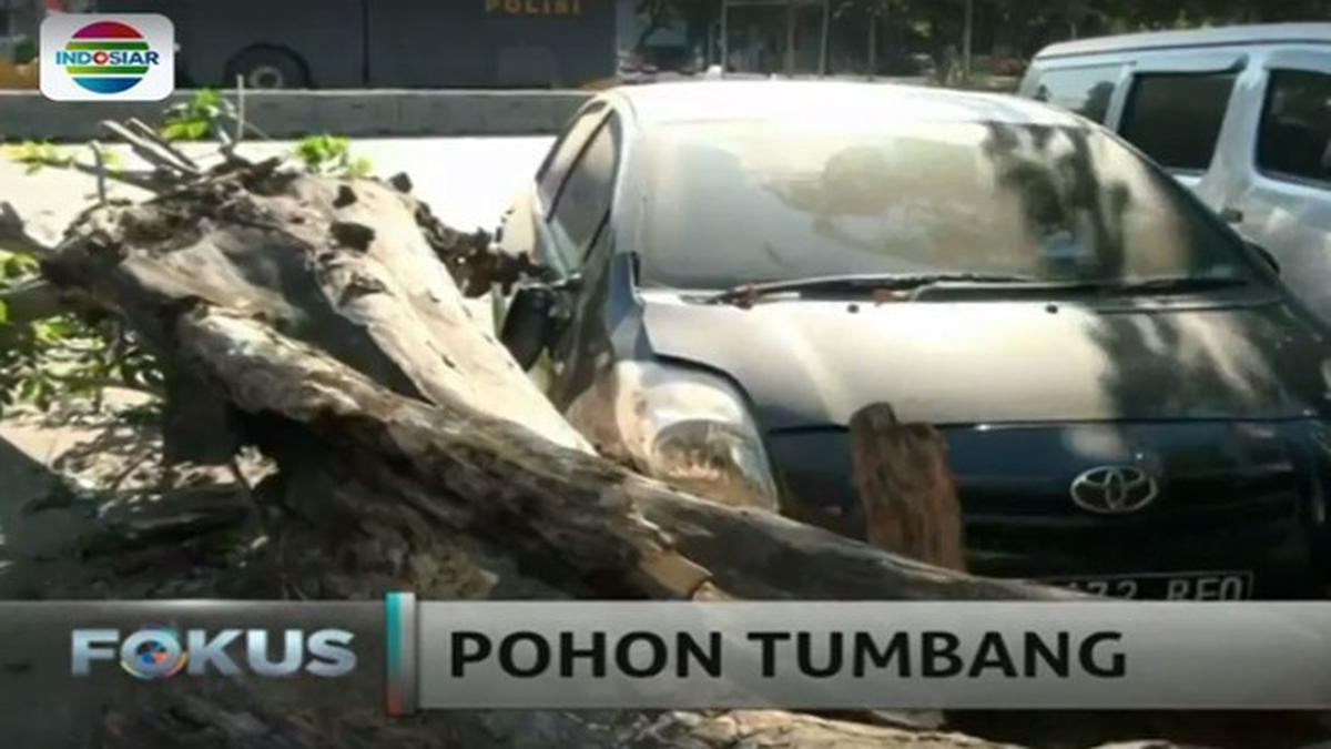 Pohon Angsana Tumbang Timpa 2 Mobil Polisi di Depan Polres Jakpus - News Liputan6.com