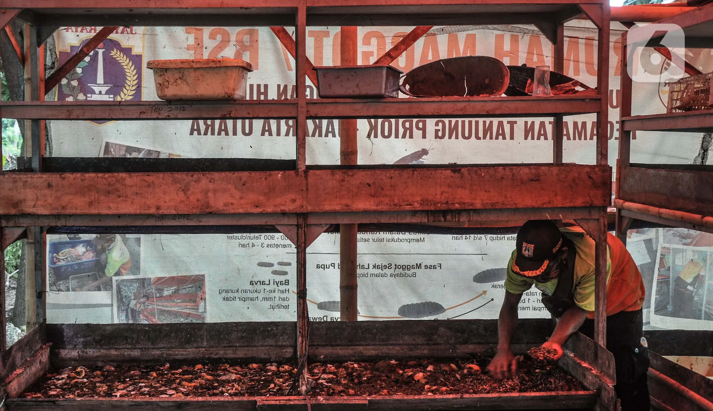 FOTO: Budi Daya Maggot untuk Kurangi Sampah Organik - Foto Liputan6.com