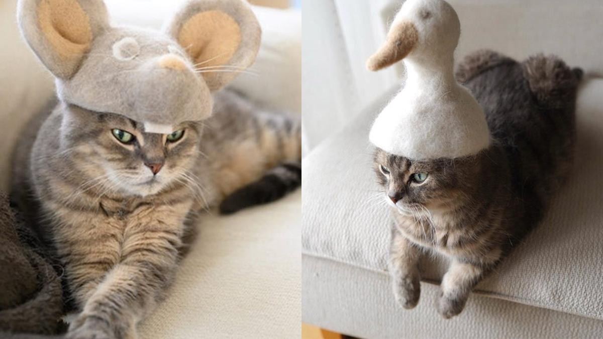 7 Potret Kucing Pakai Topi Lucu Ini Menggemaskan, Dibuat dari Bulu Rontok
