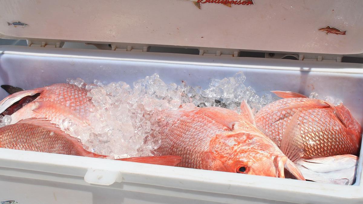 Mengatasi Asam Urat, 5 Jenis Ikan yang Rendah Purin, Aman dan Sehat