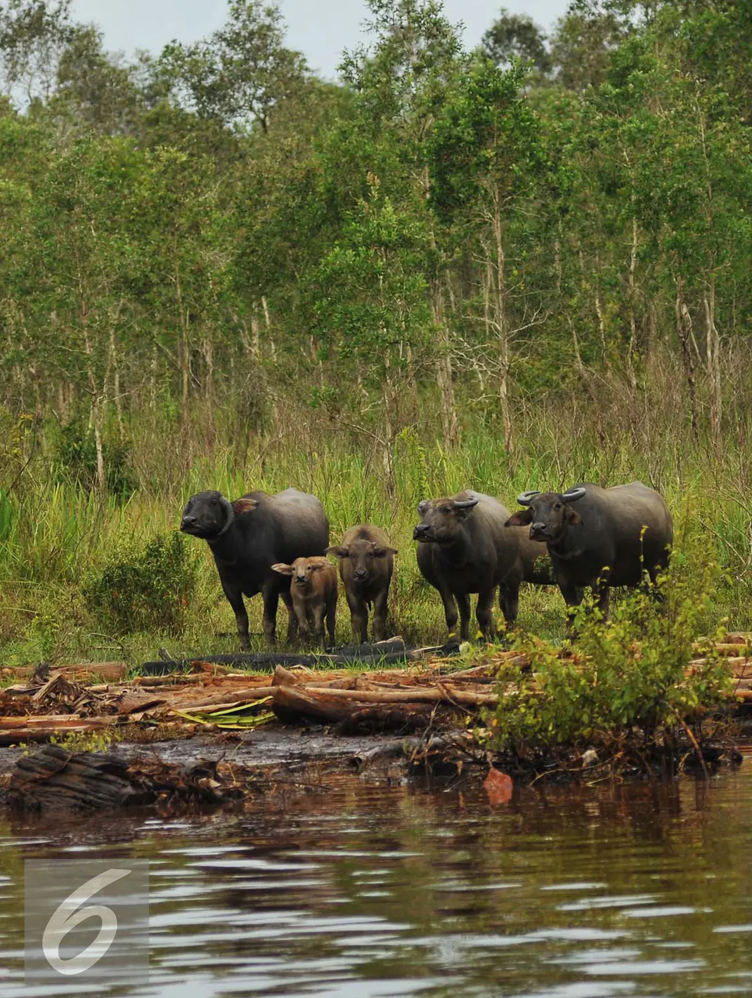 Begini Penampakan Kerbau Rawa Asli Indonesia di Sumsel - Foto Liputan6.com