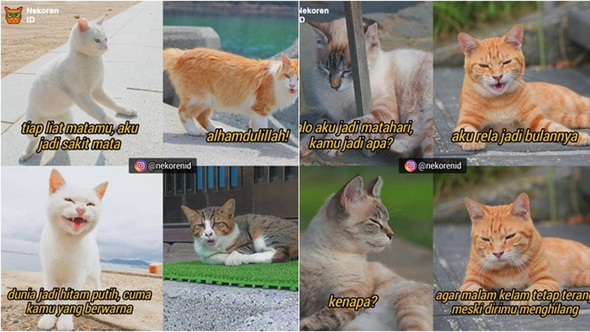 7 Meme Gombalan Kucing Oranye Ini Kocak Bikin Gemas - Hot Liputan6.com
