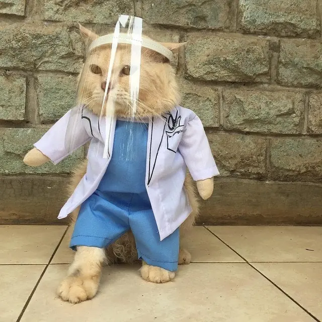 6 Potret Lucu Kucing Pakai Masker hingga Face Shield, Ikut Cegah Virus ...