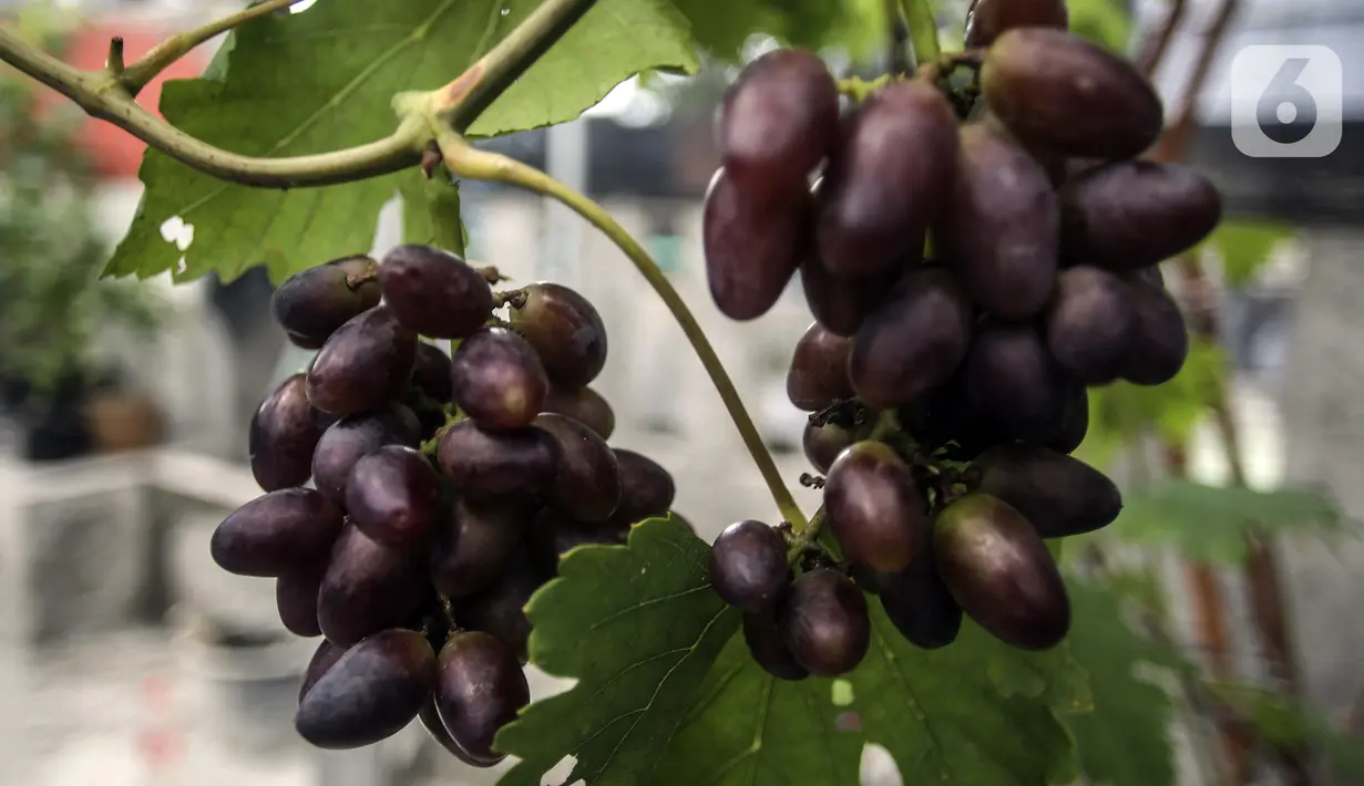 FOTO: Pengembangan Varietas Baru Anggur - Foto Liputan6.com