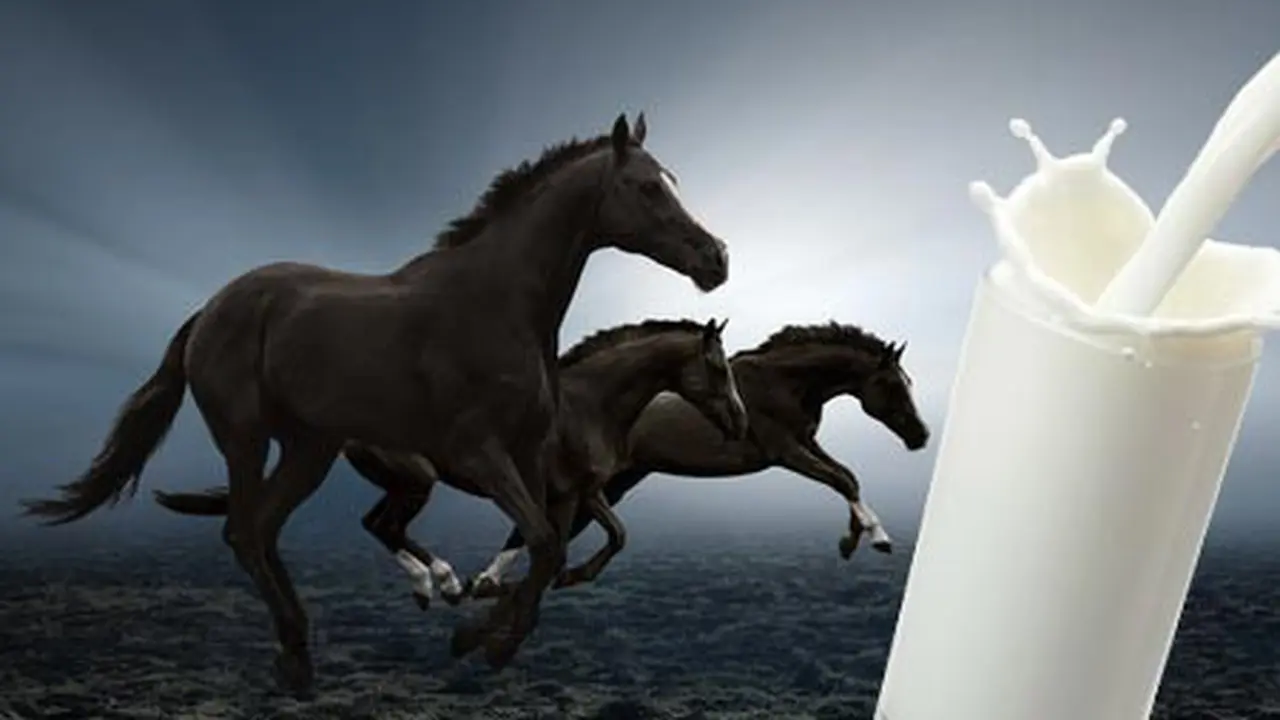 Permen Susu Kuda Liar, Oleh-Oleh Unik Khas Lombok Kaya Manfaat ...