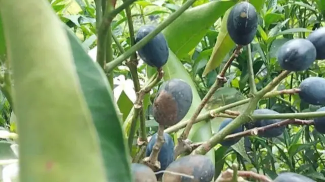 Mengenal Pronojiwo, Salah Satu Tanaman Obat Langka Bahan Baku Jamu ...