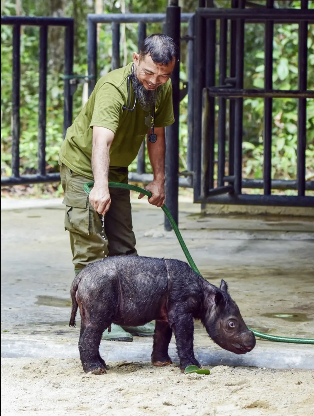 Potret Menggemaskan Bayi Badak Sumatera yang Lahir di Taman Nasional ...