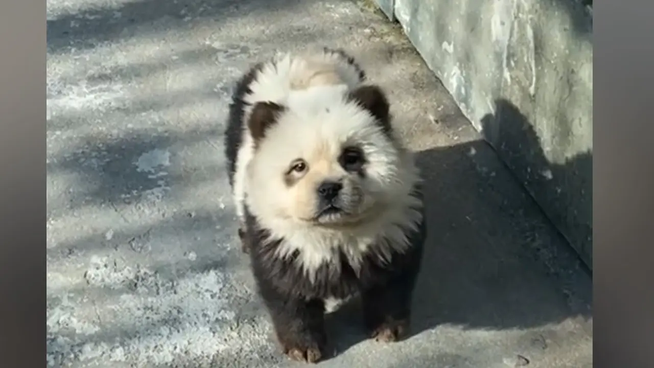 Panda Jadi-jadian di Kebun Binatang China Gegerkan Publik, Pengelola ...