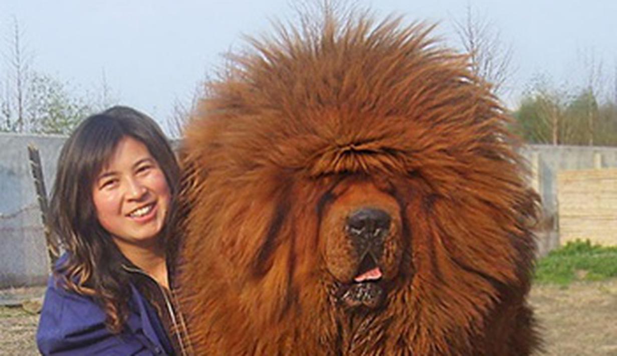 Anjing Raksasa Super Besar: Menggemaskan Atau Menakutkan? - Photo ...