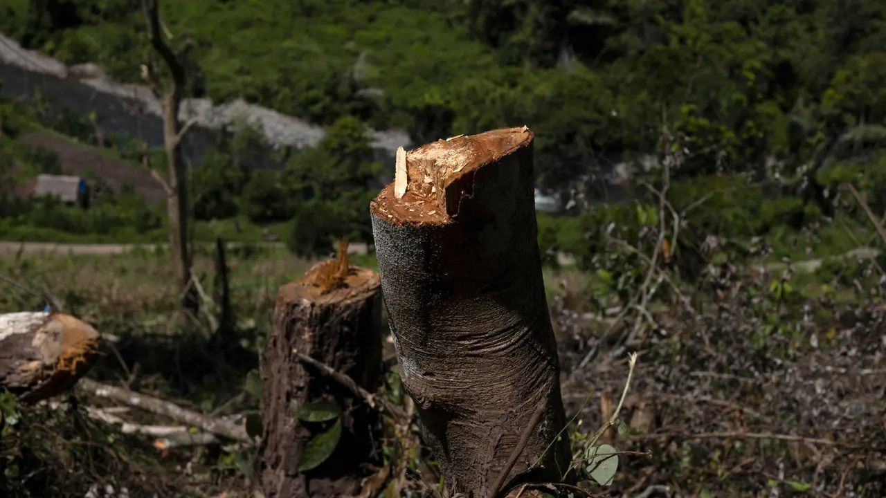 Deforestasi Adalah Penebangan Hutan, Ketahui Penyebab dan Dampaknya - Hot Liputan6.com