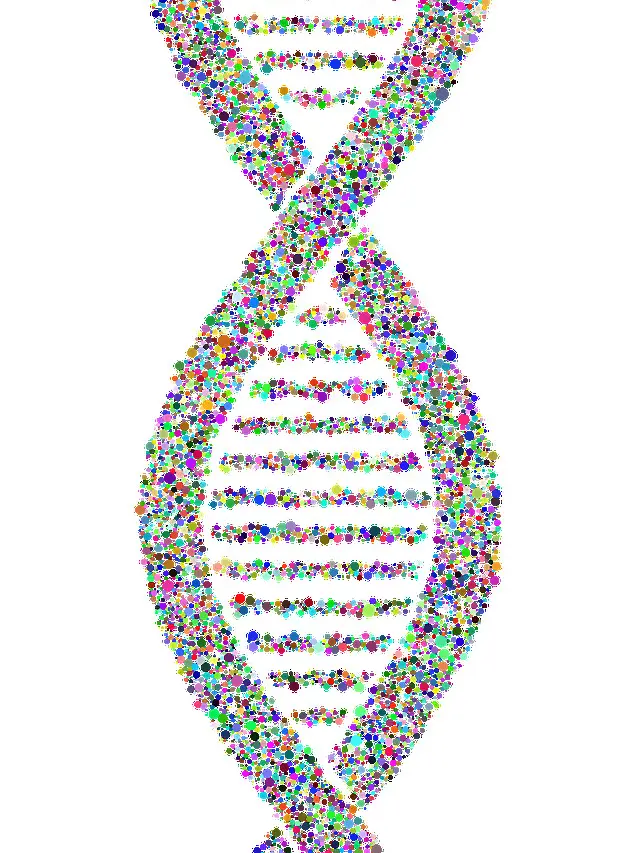 5 Fungsi DNA dalam Tubuh Manusia, Berperan Sebagai Duplikasi Diri ...