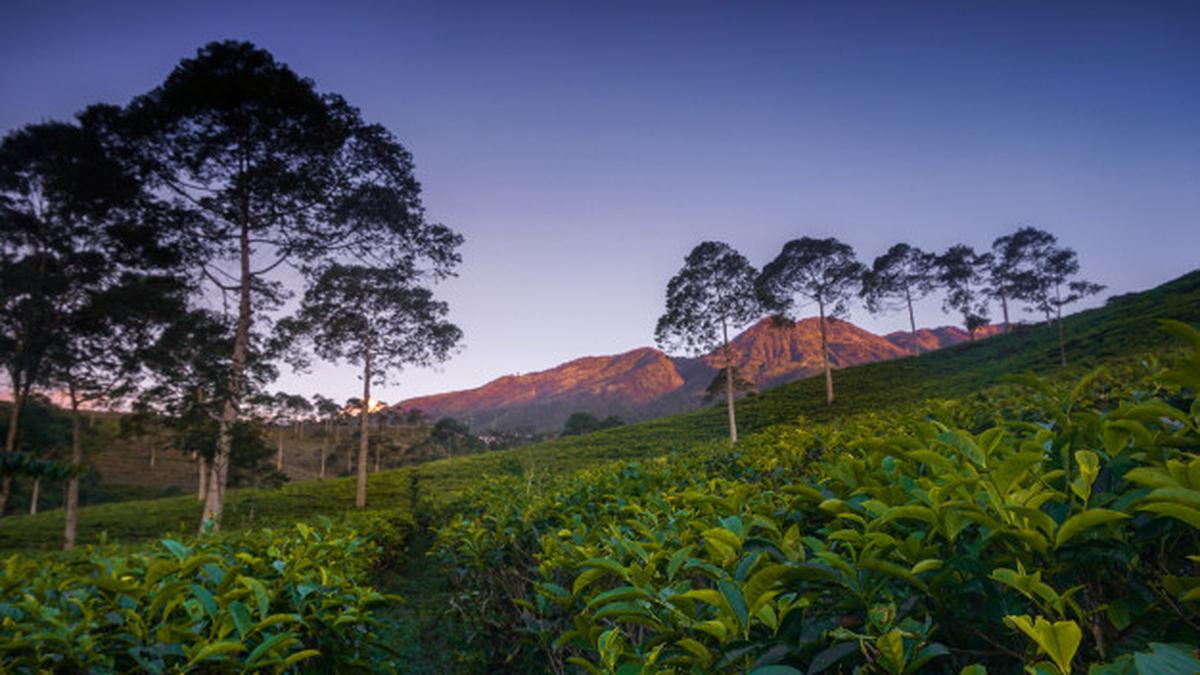 Jembatan Kaca Kemuning Sky Hills, Destinasi Wisata Estetis di Karanganyar