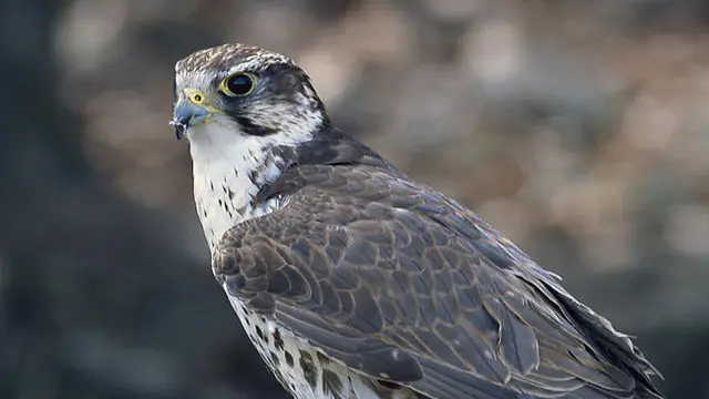 Mengenal Burung Falcon, Simak Fakta Mengejutkan tentang Sang Pemburu ...
