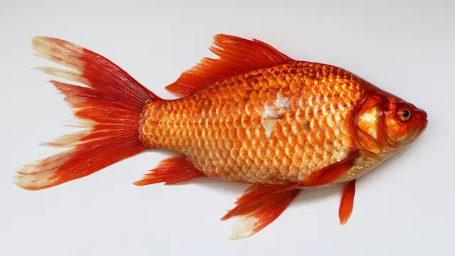 Ciri-Ciri Ikan, Klasifikasi dan Habitatnya, Ketahui Secara Dalam ...