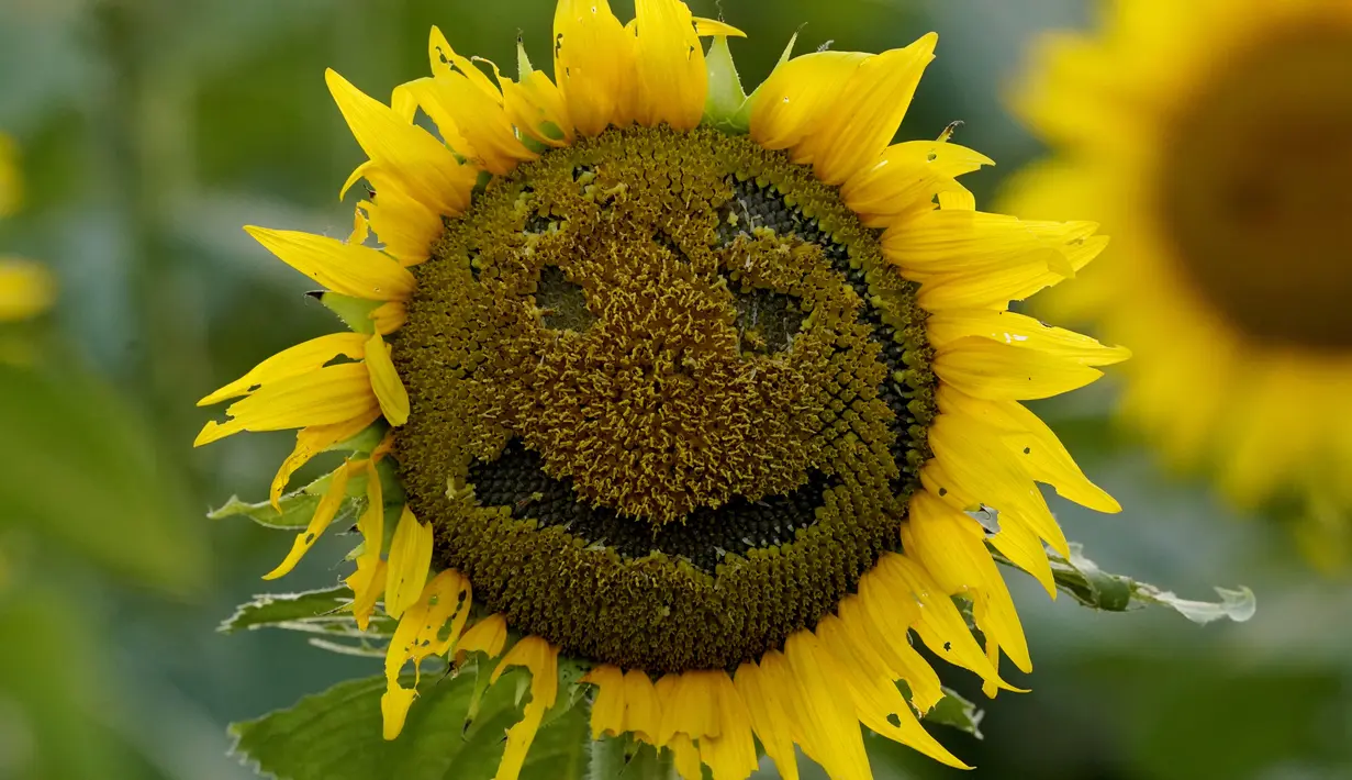FOTO: Mengunjungi Ladang Bunga Matahari di Kansas - Foto Liputan6.com