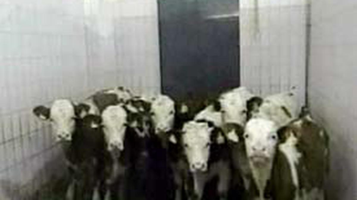 Sapi Gila AS Berasal dari Kanada - Global Liputan6.com