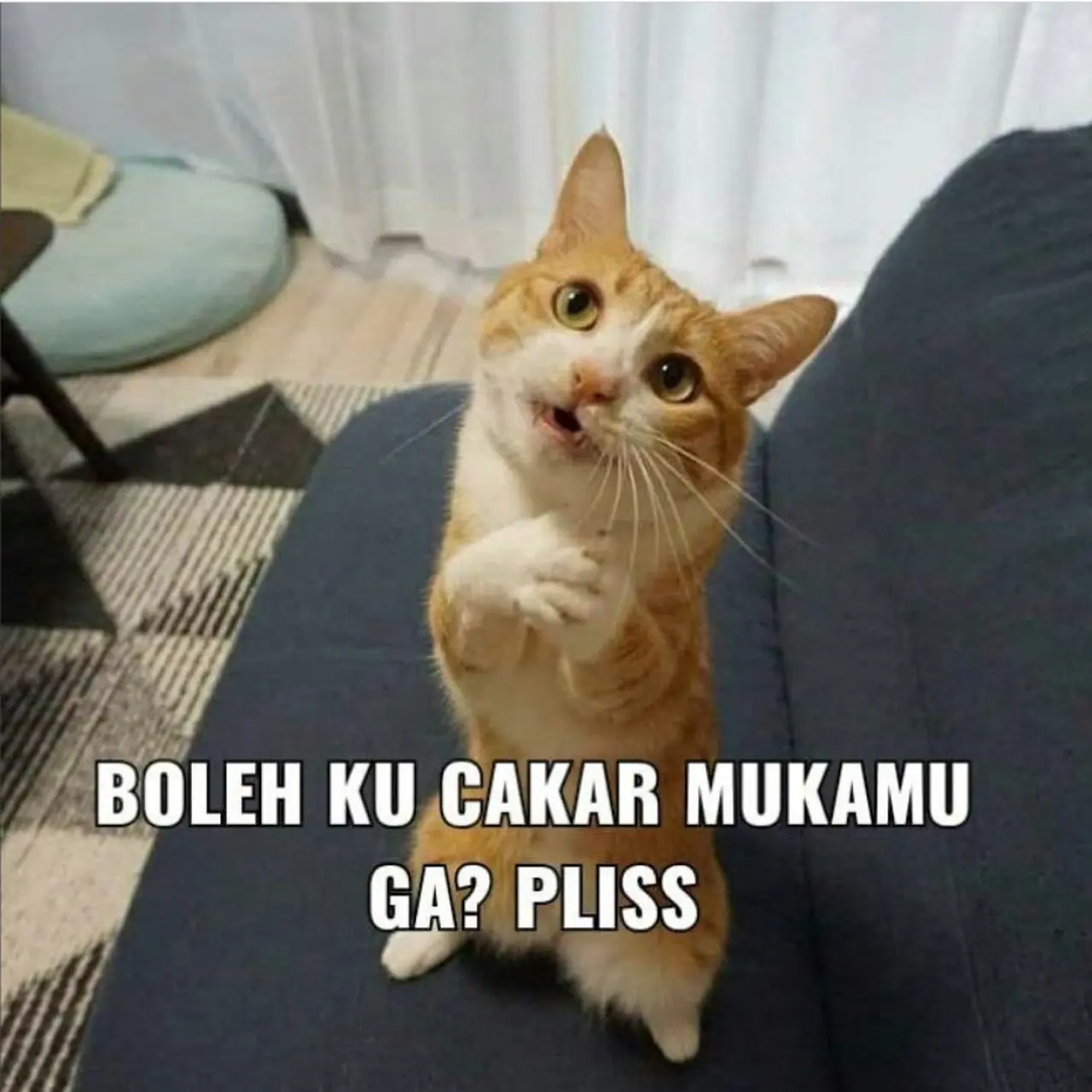6 Meme Kucing Gambarkan Ekspresi Kesal Ini Bikin Gemas, Enggak Jadi ...