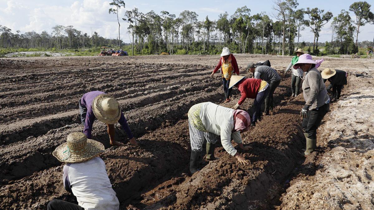 Sederet Kesalahpahaman soal Food Estate Menurut Dekan Pertanian Unbraw