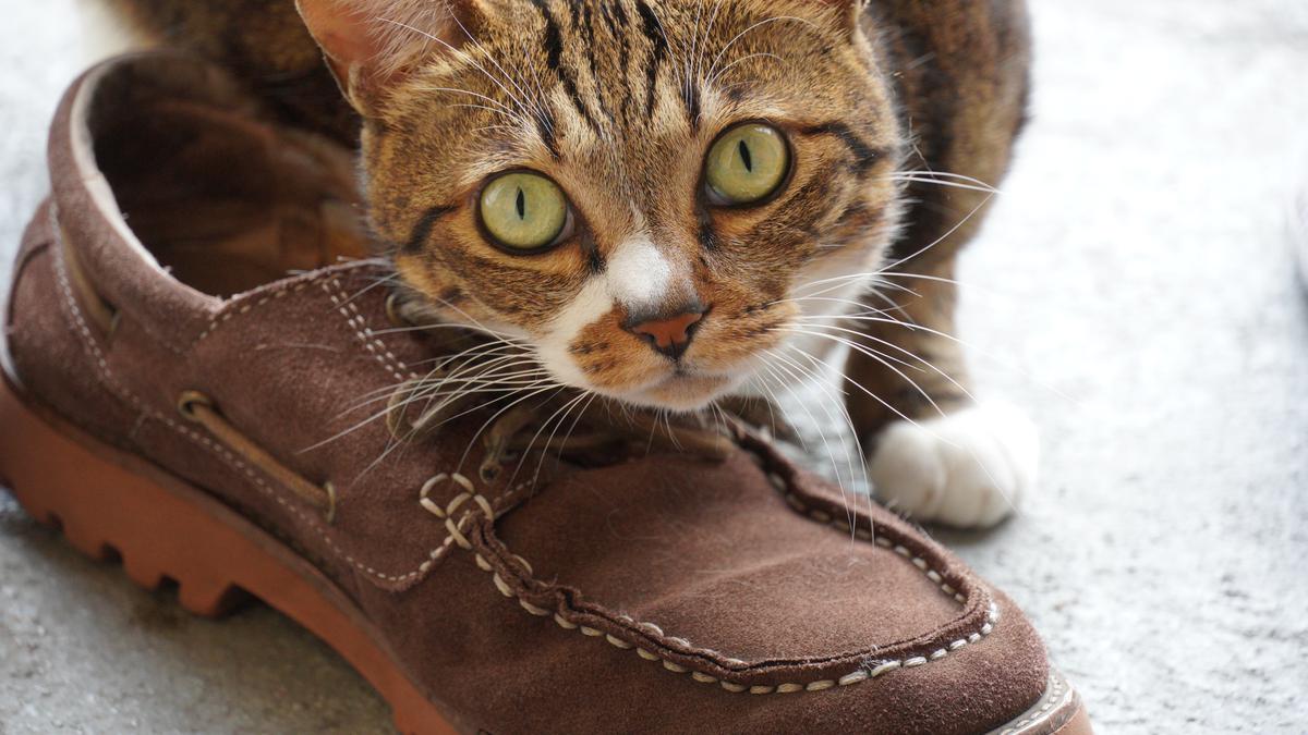 5 Alasan Kucing Suka Bermain dengan Sepatu Pemilik, Termasuk Suka ...