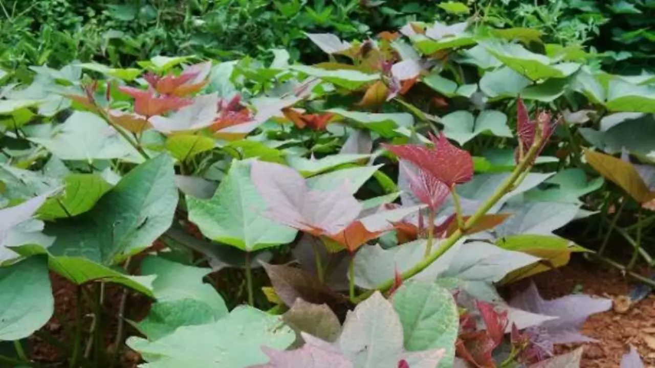 Cara Menanam Ubi Jalar agar Berbuah Lebat, Berikut Panduan Lengkap untuk Hasil Panen Melimpah ...
