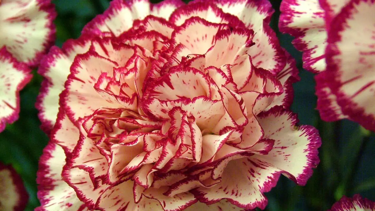 15 Jenis Bunga Cantik Penghias Taman, Berikut Cara Merawatnya - Hot ...