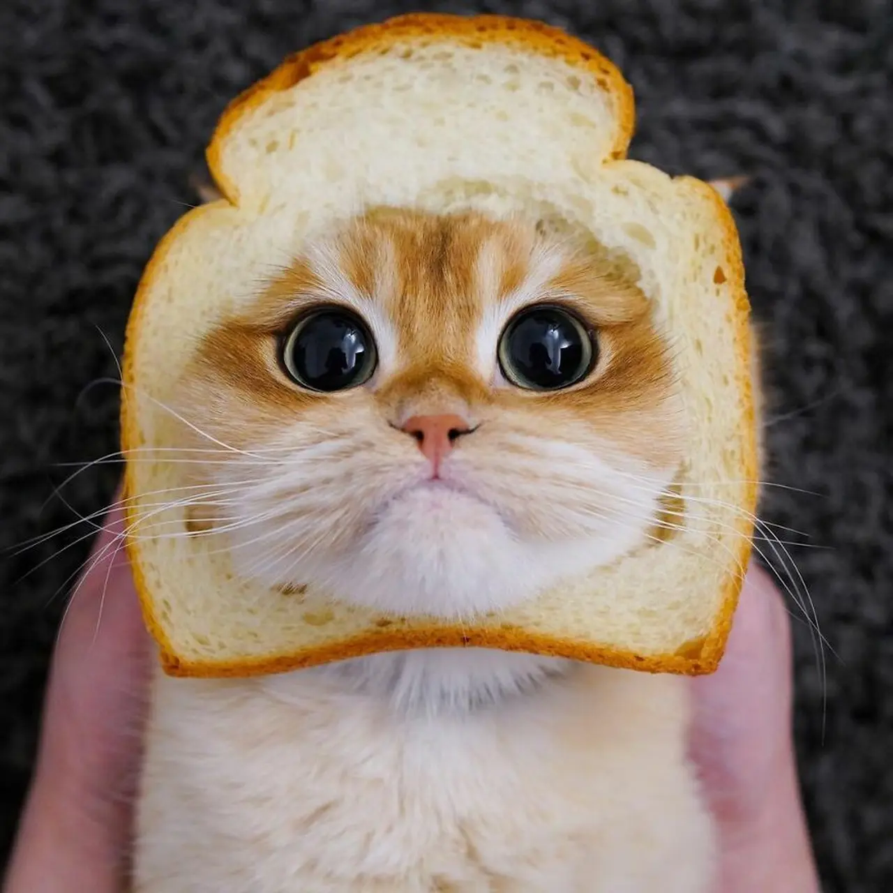 Cat Lovers Wajib Tahu, Fungsi Tak Terduga Kumis pada Kucing Kesayangan ...