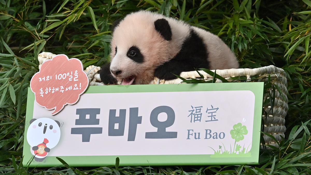 FOTO: Menyambut Fu Bao, Anak Panda Pertama yang Lahir di Korea Selatan ...