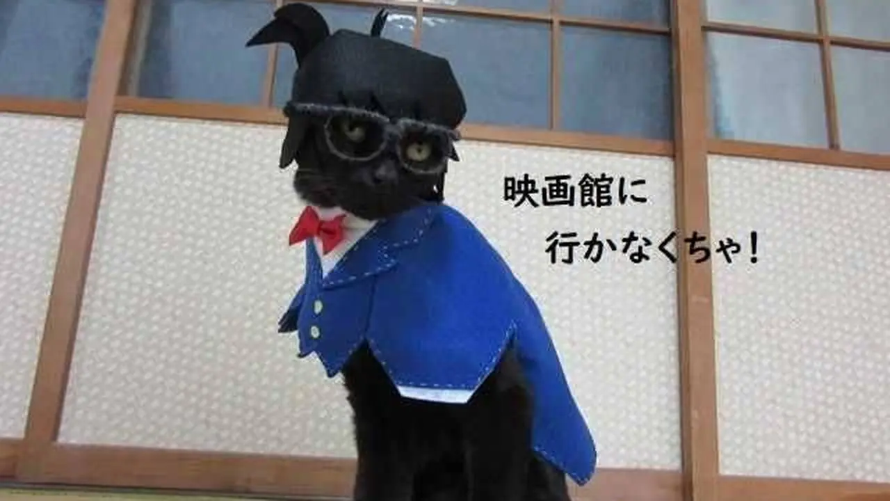 10 Potret Lucu Kucing Cosplay Karakter Anime Ini Bikin Gemas - Hot ...