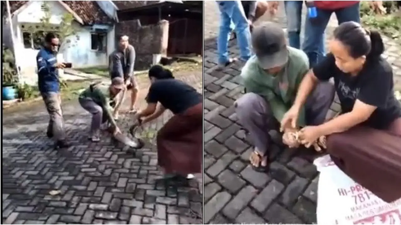 Aksi Berani Emak-Emak Tangkap Ular Besar Ini Bikin Takjub, Netizen: Real Ras Terkuat - Hot ...
