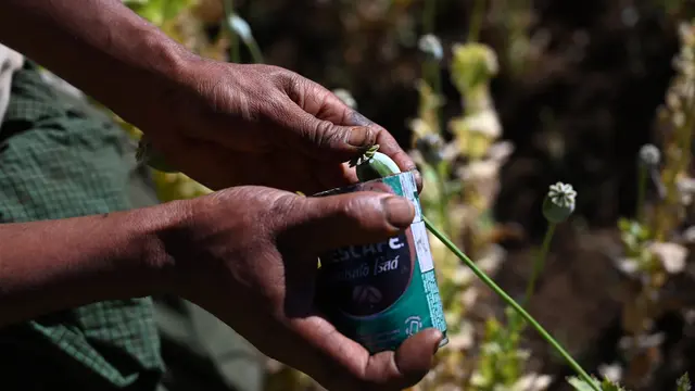 Myanmar Geser Afghanistan Jadi Penghasil Opium Terbesar di Dunia ...